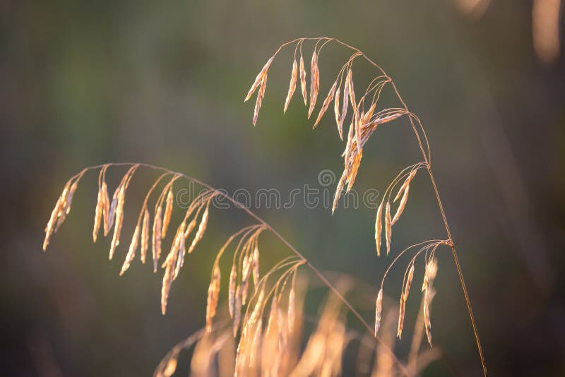 Dry grass on meadow stock photo. Image of rural, spring - 78267120
