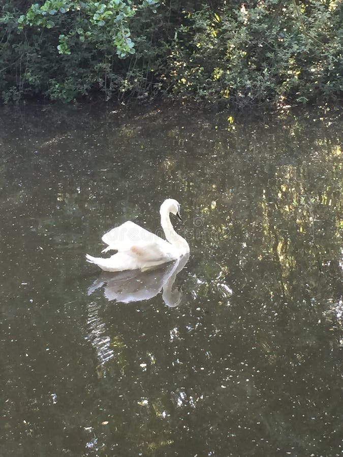 Nice duck stock image. Image of water, animals, nice - 96059029