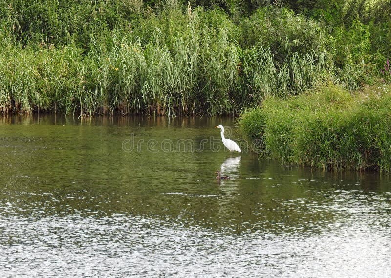 Wather Birds in Lake Manyara Stock Photo - Image of animals, nature ...