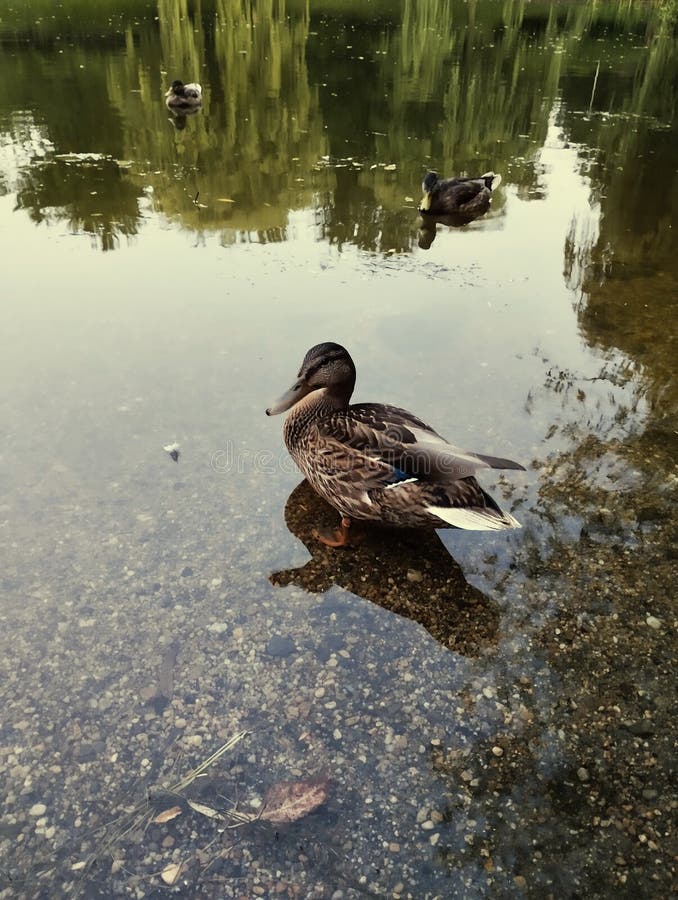 Nice Duck on the Lake with Reflection Stock Photo - Image of reflection ...