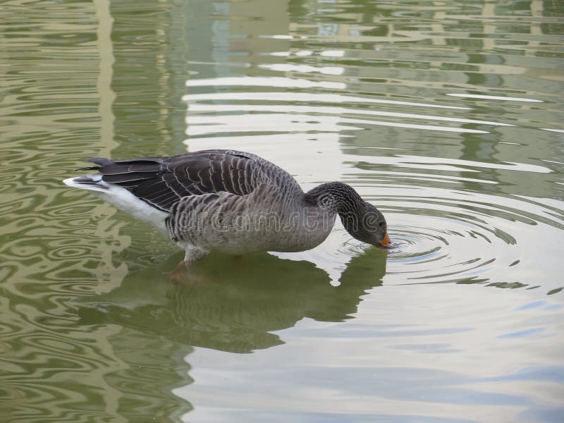 Nice duck stock photo. Image of goose, water, fowl, drink - 78259564