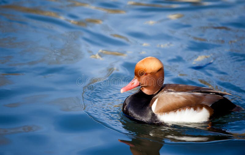 Nice Duck stock photo. Image of grass, rest, fatastic - 10487126