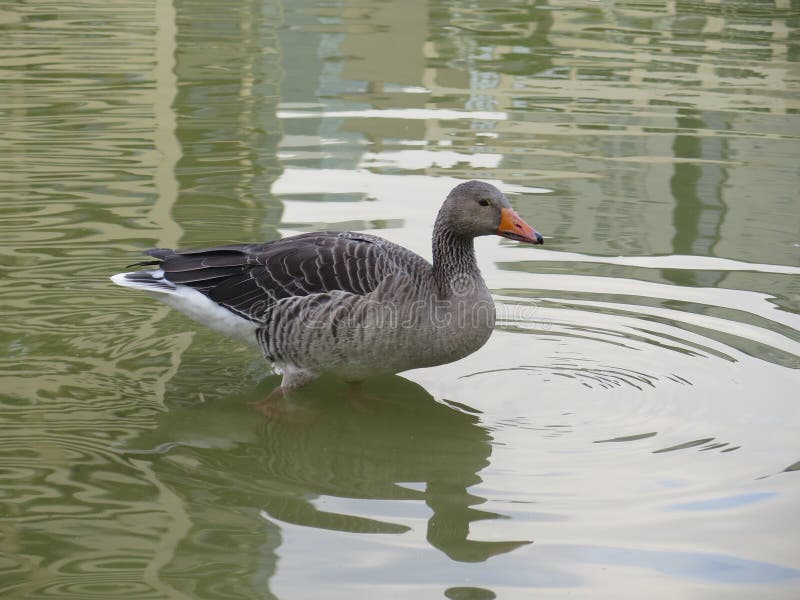 Nice duck stock image. Image of bird, duck, tucked, park - 78259663