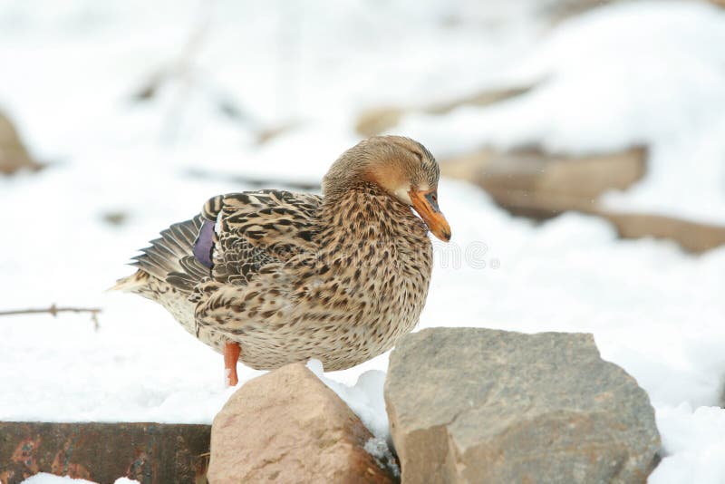 Nice duck in winter stock photo. Image of action, mallard - 36065212