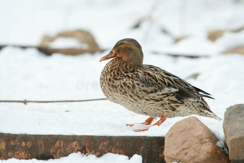 Nice duck in winter stock image. Image of outdoor, slush - 36065219