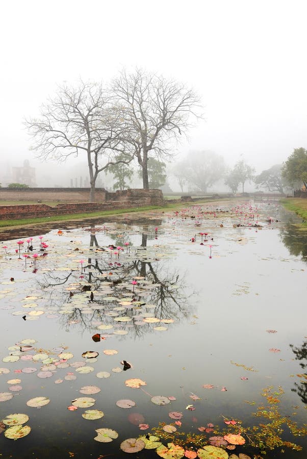 Nice Early Morning Scene on Lake Stock Image - Image of reeds, beauty ...