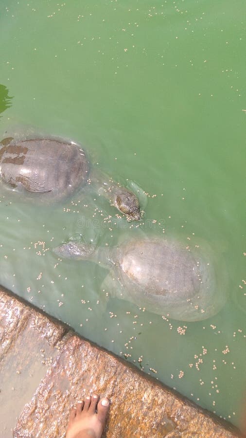 Kasuwa of images in rever stock image. Image of tampul - 152948843