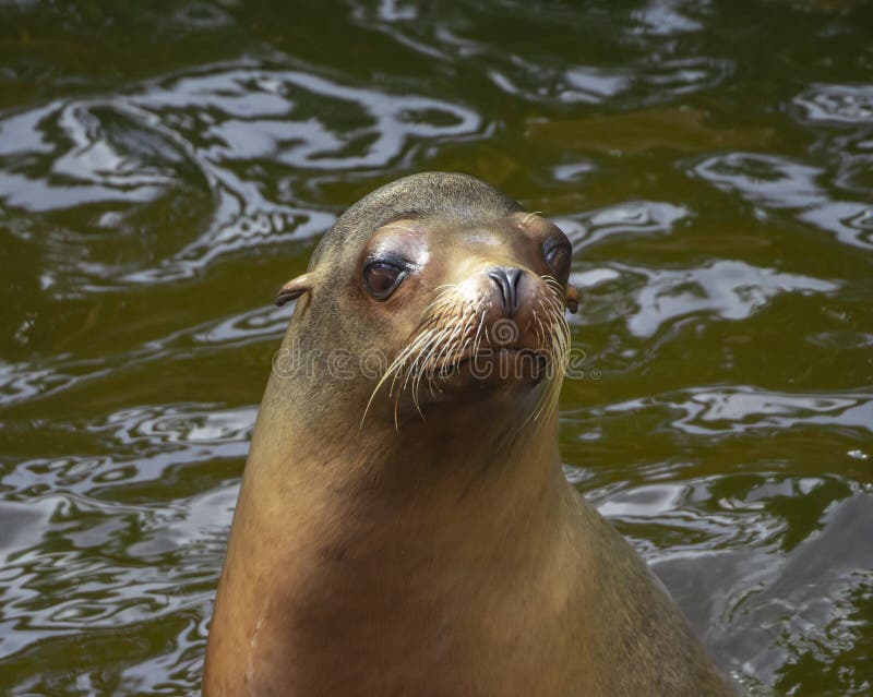Nice Expression of Sea Lion Stock Image - Image of outdoors, lions ...