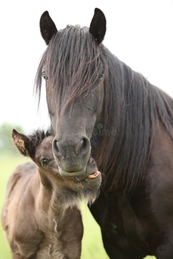 Fell Pony Stock Photos - Free & Royalty-Free Stock Photos from Dreamstime