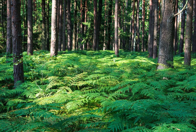 Wild Fern Plant in Nature. Toned Photo Stock Image - Image of decor ...