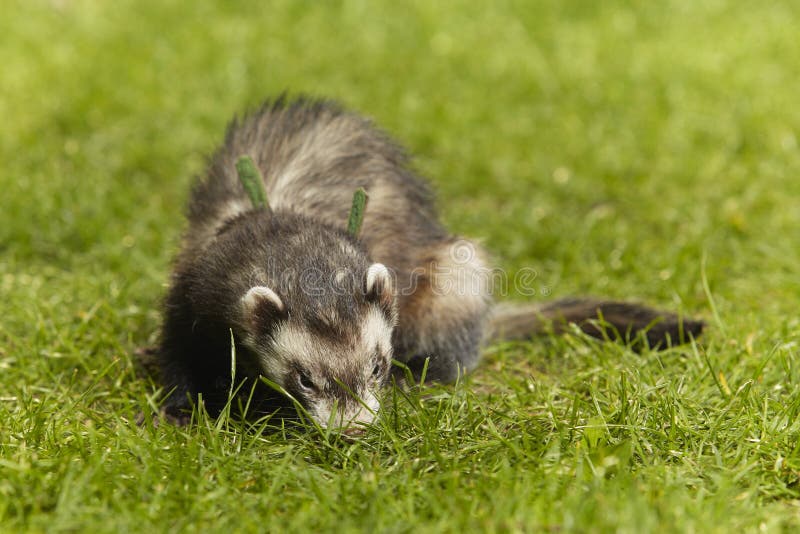 Standard Color Ferret on Fresh Green Grass in Spring Park Stock Image ...