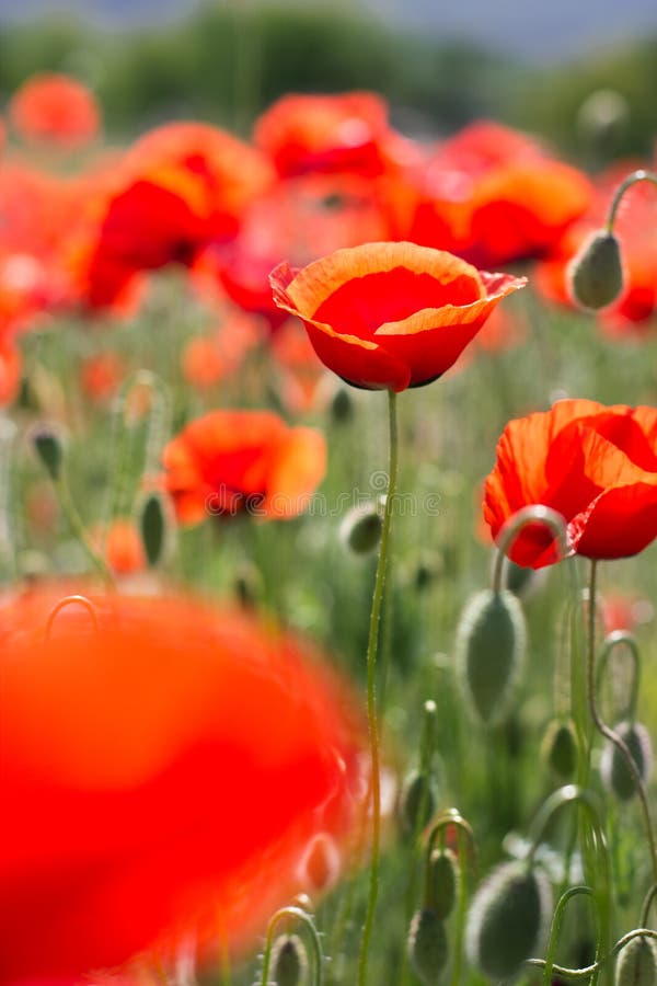 Nice Field of Red Poppy Flowers Stock Image - Image of floral, herb ...