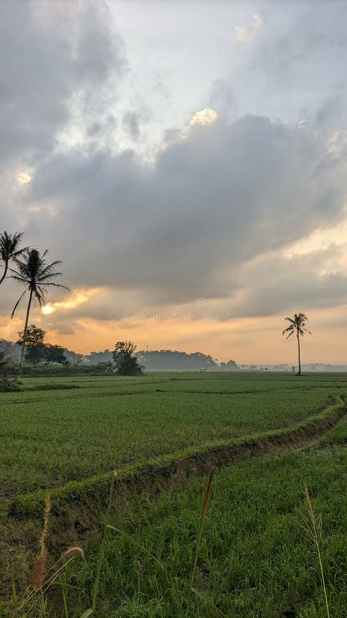 A nice field rice stock image. Image of field, nature - 374127999