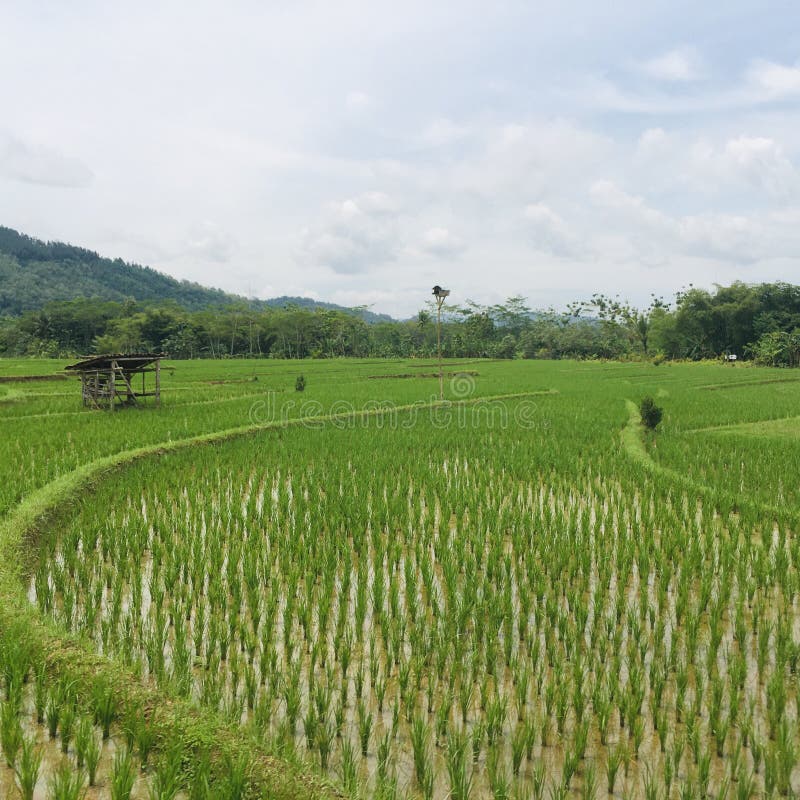 Nice field stock image. Image of landscape, sunshine - 262229873