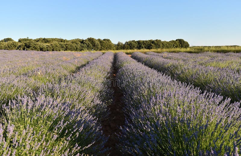A Nice Field of Violet Lavender Stock Photo - Image of sunrise ...