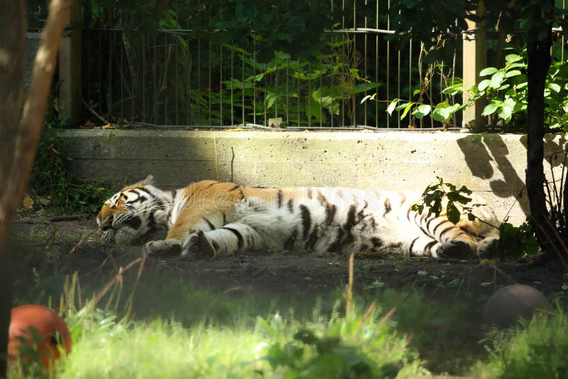Nice Finland `Korkeasaari Zoo`. Stock Photo - Image of nice, likes ...