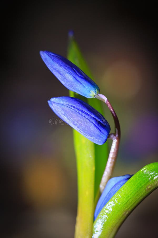 Nice first spring flowers stock photo. Image of petal - 50989566