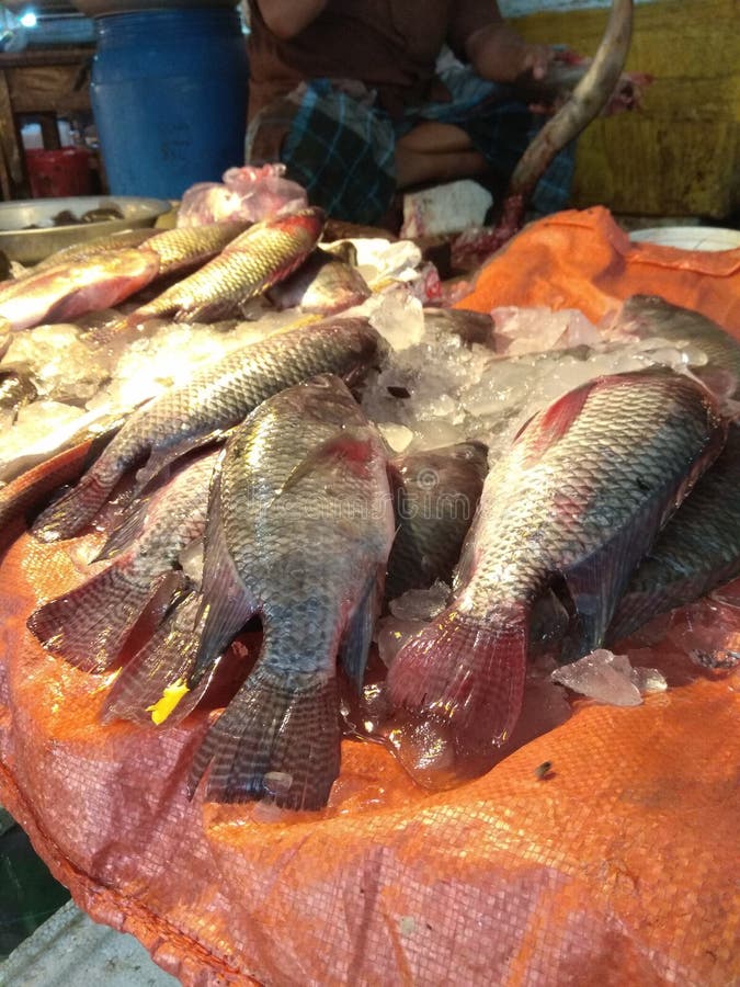 Nice fish fossil stock image. Image of pattern, paleontology - 116376939