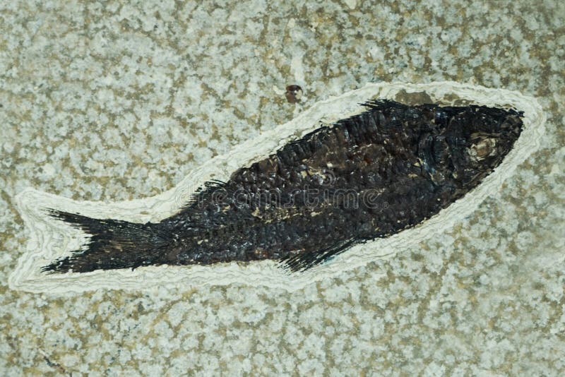 Crossopholis Stock Photos - Free & Royalty-Free Stock Photos from ...