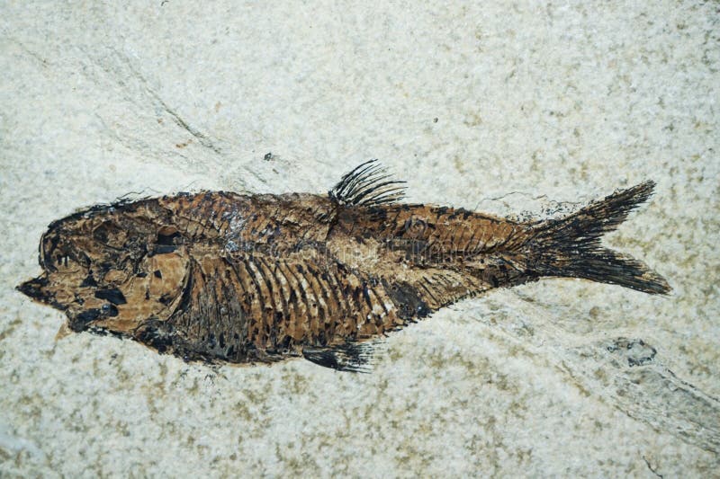 Nice fish fossil stock image. Image of pattern, paleontology - 116376939