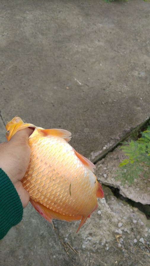 Nice fish stock image. Image of jombang, injava, indonesia - 263526497