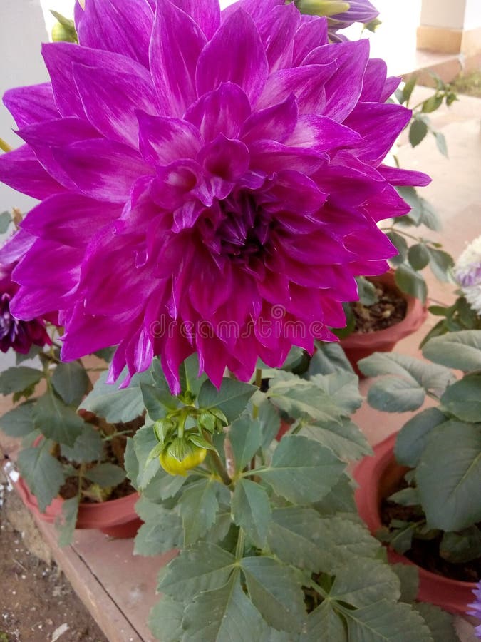 Nice flower stock image. Image of smallflower, indianflowers - 136940757