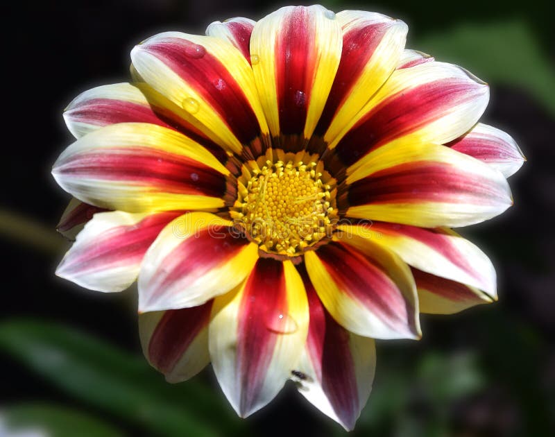 Nice flower stock image. Image of close, insect, garden - 72556743