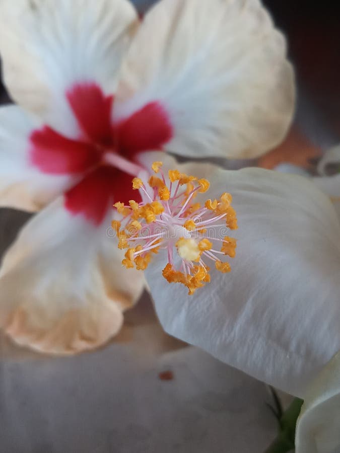 A nice flower stock image. Image of primerose, incident - 134891607