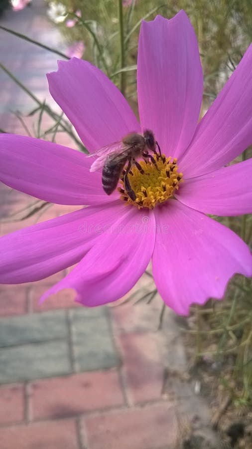 Nice flower stock image. Image of nice, capture, small - 43977837