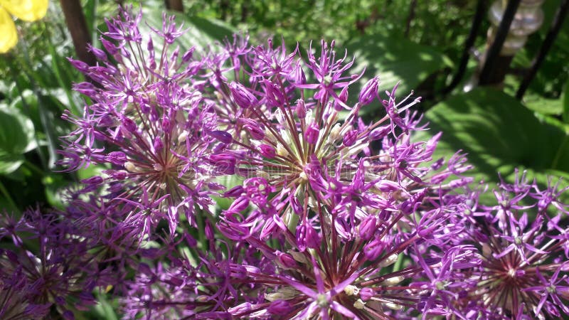 Nice flower & colors stock photo. Image of purple - 218455152