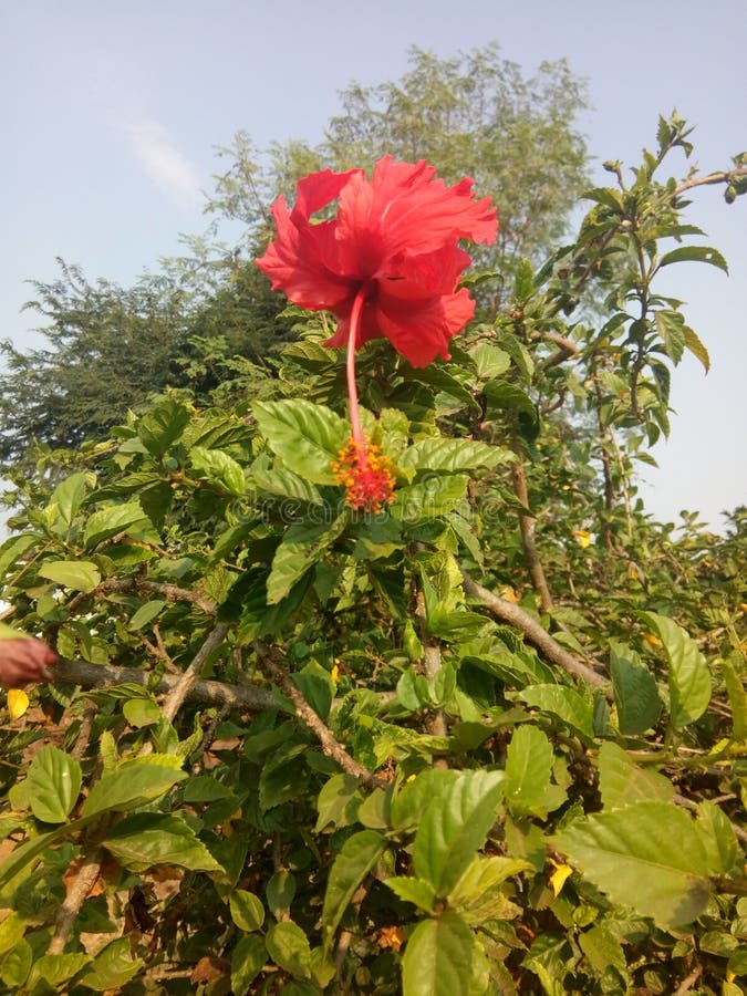 Flower stock image. Image of nice, colour, gardan, flower - 103178259