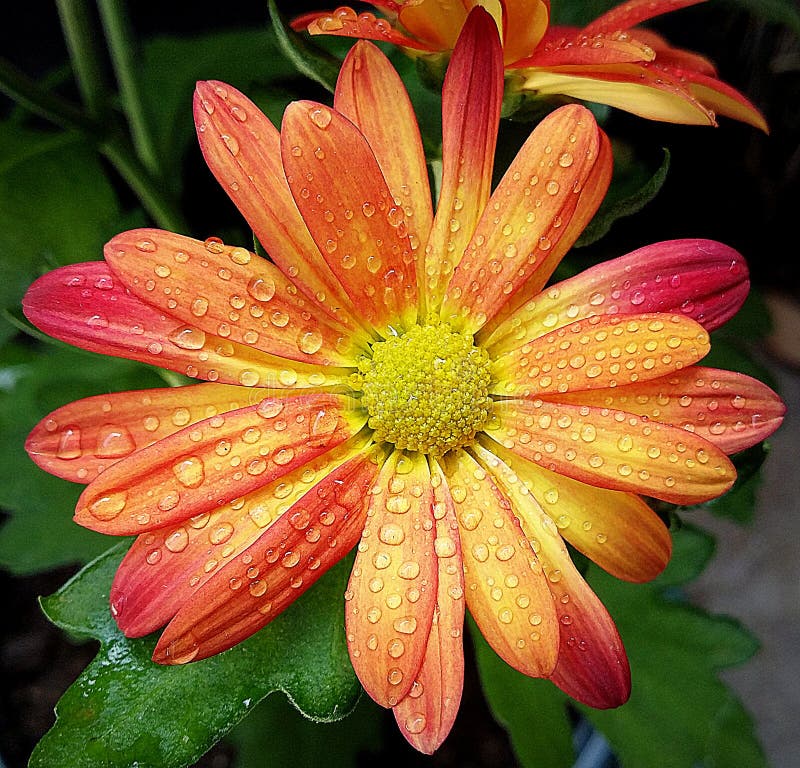 Nice flower stock image. Image of bright, morning, jasmine - 95155019