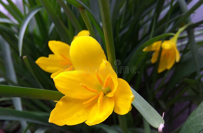 Nice flower stock image. Image of bright, morning, jasmine - 95155019