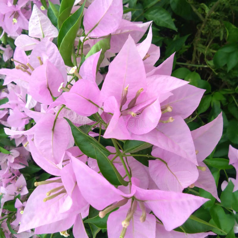 Nice flower in the garden stock photo. Image of garden - 104179530