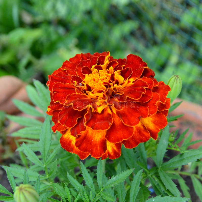 Nice flower stock image. Image of bright, morning, jasmine - 95155019