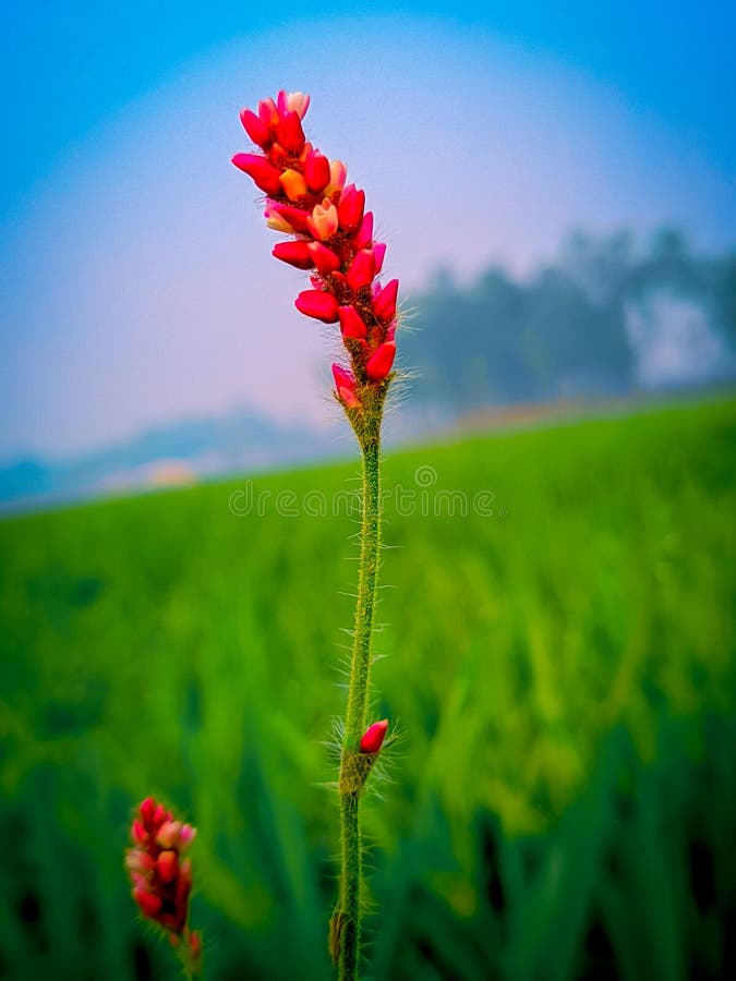 A Little Picture of a Small Flower Tree in a Flower Pot Stock Image ...