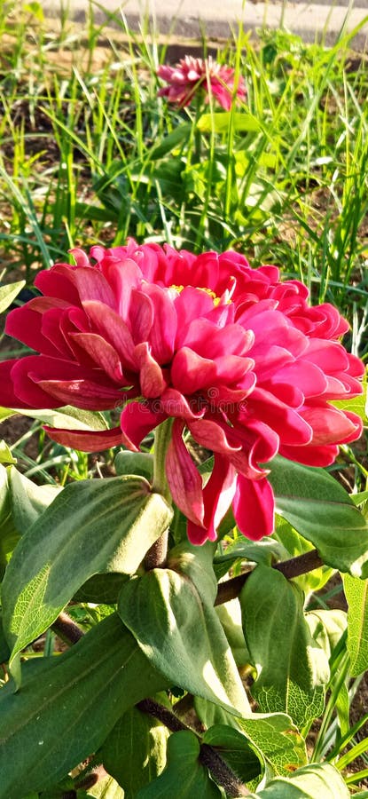 Nice flower photograph stock image. Image of shrub, wildflower - 260110501