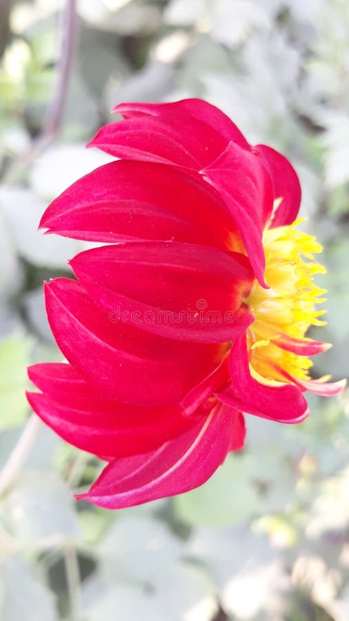 A Nice Flower Picture in Plant Stock Photo - Image of plant, purple ...