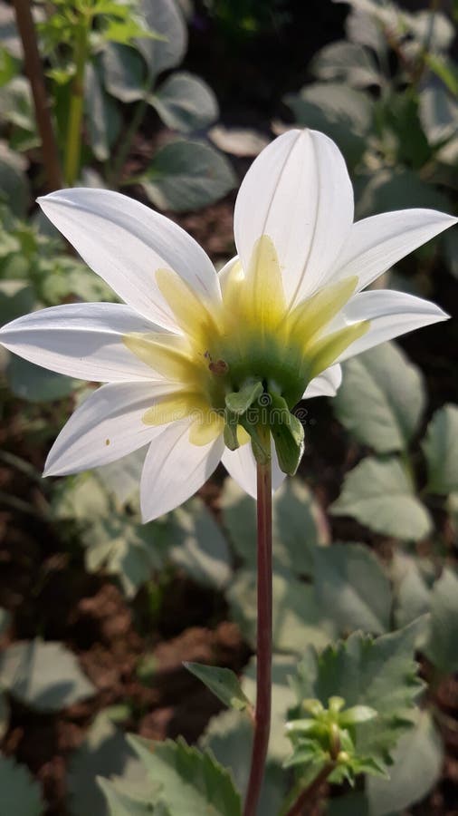 The Nice Flower Picture in Plant Stock Image - Image of daisy, blossom ...