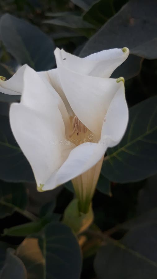 A Nice Flower Picture in Plant Stock Image - Image of nice, plant ...