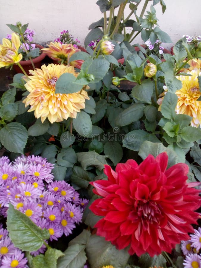 Nice flower stock photo. Image of plant, sunflower, small - 136938708