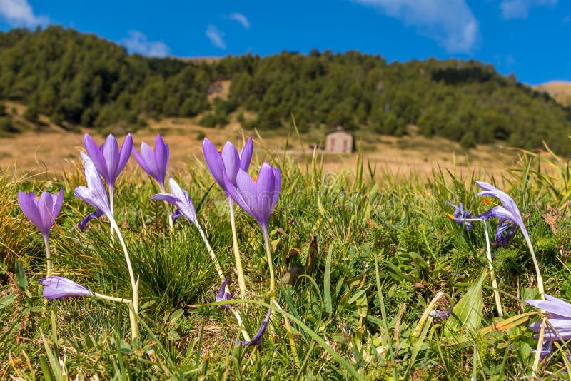 Nice Flower in Spring in a Mountains in Andorra Stock Image - Image of ...