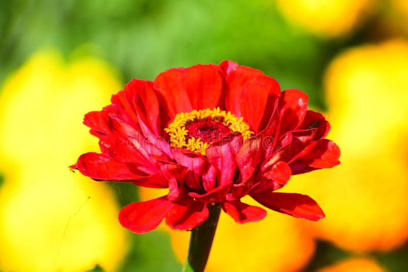 Nice Flower stock image. Image of butifull, nice, flower - 139037303