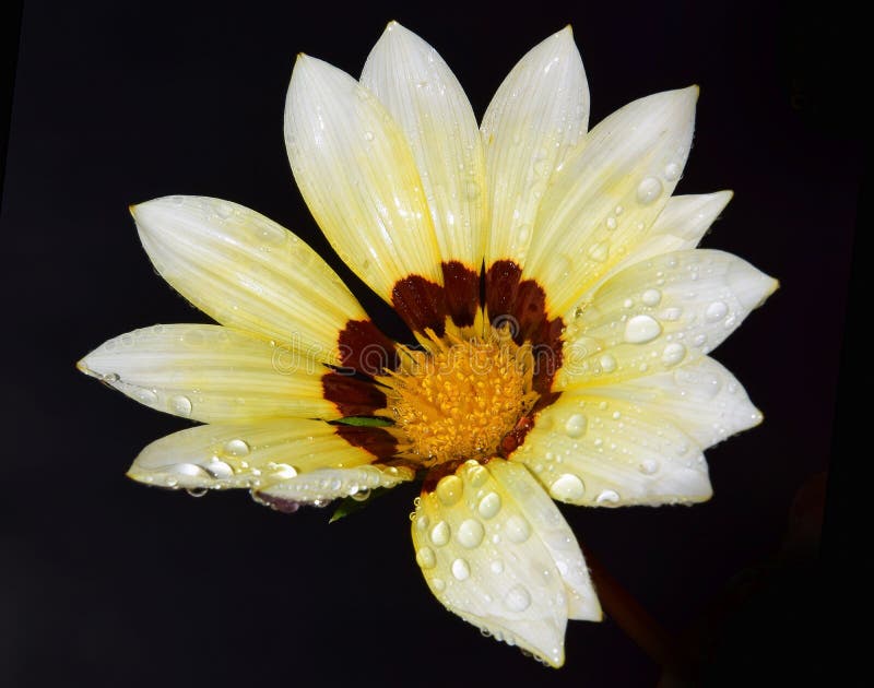 Nice flower stock image. Image of garden, beautiful, colorful - 73199581