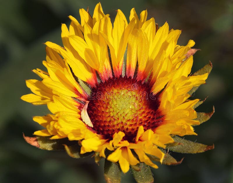 Nice flower stock image. Image of color, garden, flower - 72916763