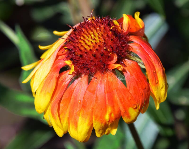 Nice flower stock image. Image of color, garden, flower - 72916763