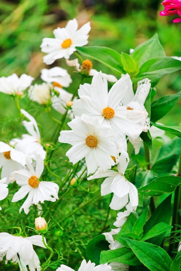 Nice flowers stock photo. Image of cute, organic, decorative - 28548708