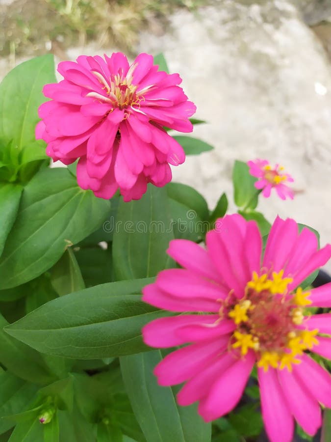 Nice flowers so beautiful stock image. Image of beautiful - 221918761