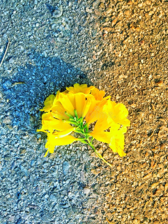 Nice flowers colorful stock image. Image of flowers - 132361477