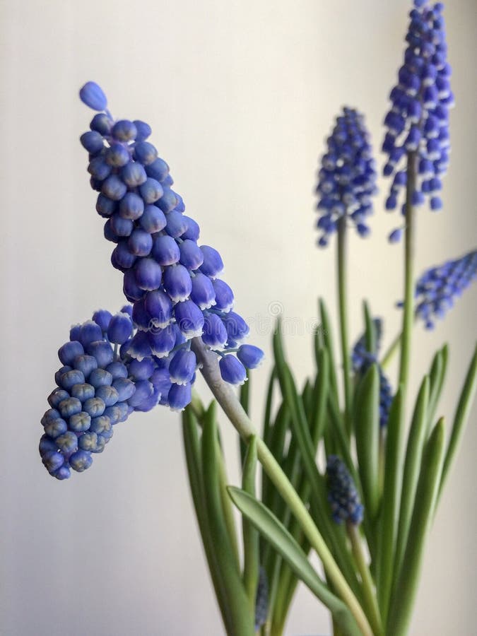 Nice flowers stock photo. Image of flowers, spring, nice - 120102606